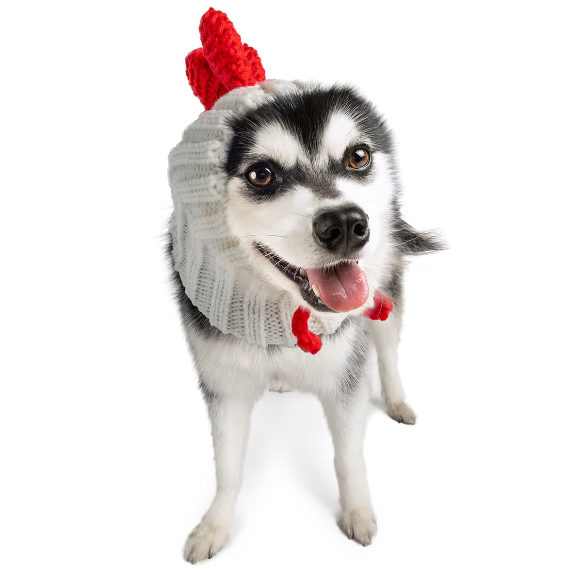 White Rooster Zoo Snood - The Viral Cute Crochet Dog Snood Costume to ...
