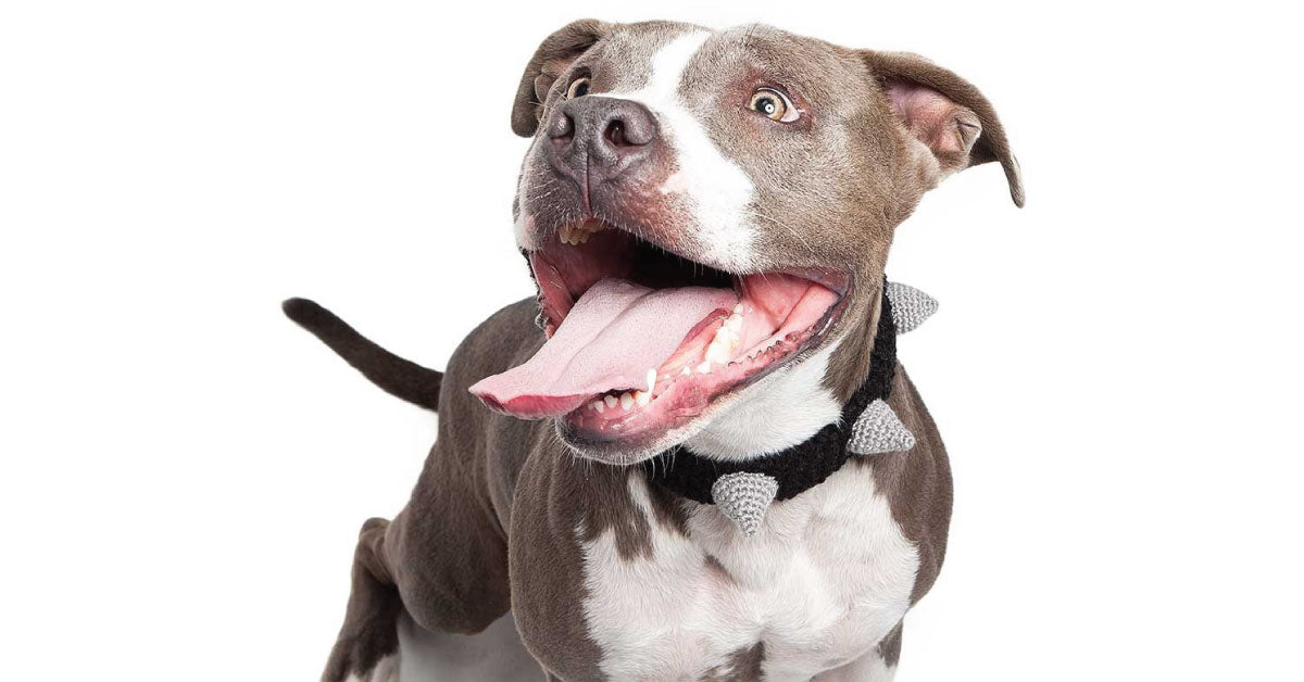 Zoo Snoods Crochet Spiked Dog Collar for Small, Medium and Large Dogs