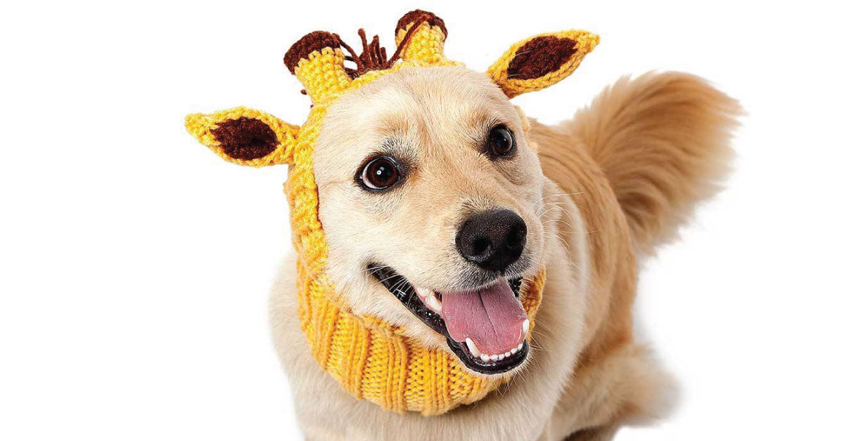 Giraffe Zoo Snood - The Viral Cute Crochet Dog Snood Costume to Keep ...