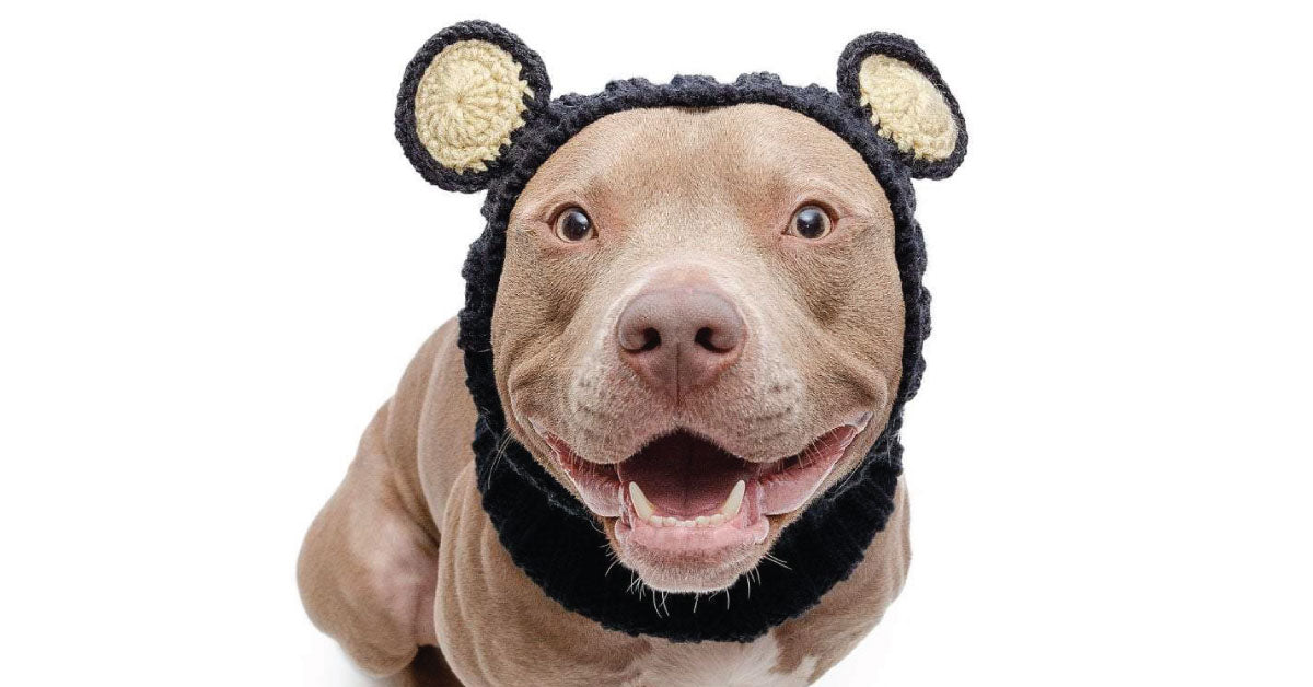 Black Bear Zoo Snood - The Viral Cute Crochet Dog Snood Costume to Keep ...