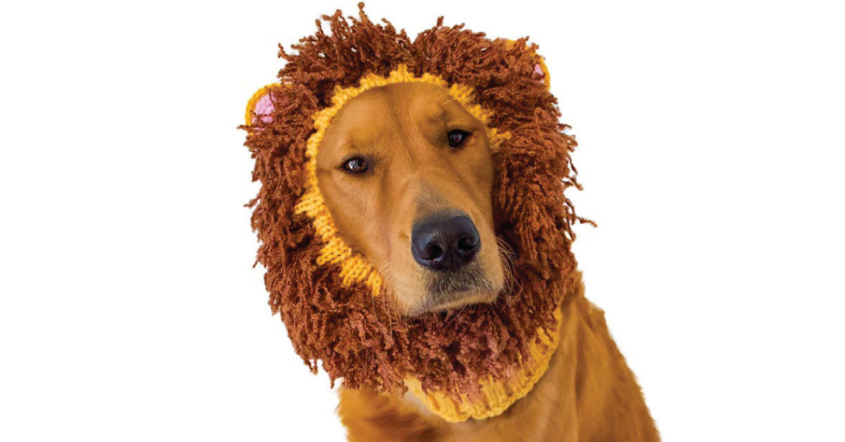 Lion Zoo Snood - The Viral Cute Crochet Dog Snood Costume to Keep Warm ...